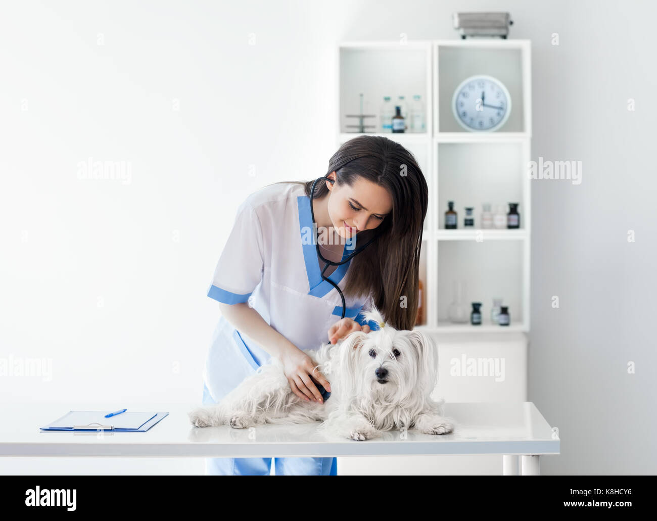 Beautiful smiling veterinarian doctor examining cute white dog in ...