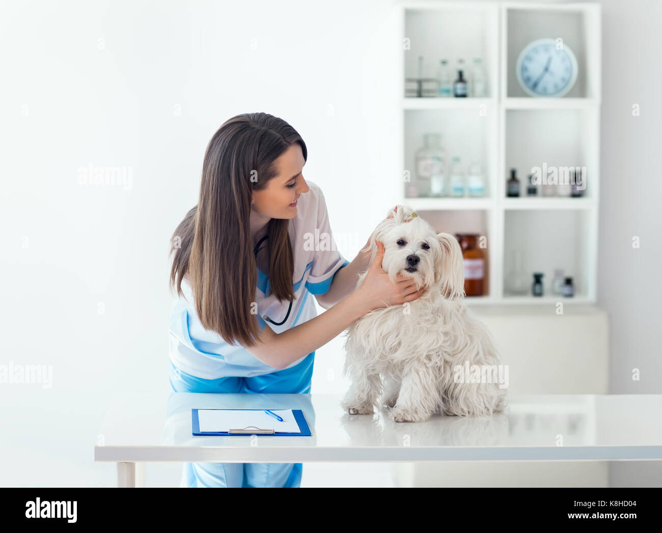 Beautiful veterinarian doctor examining cute white dog in clinic Stock ...