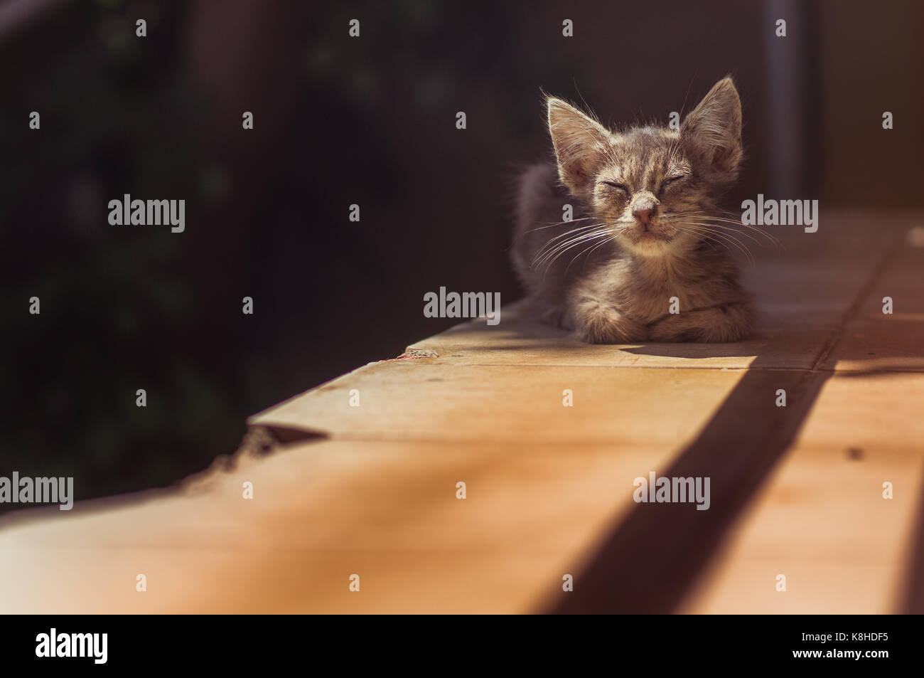 A cat is having some rest under the shadow but the cat's face is being ...