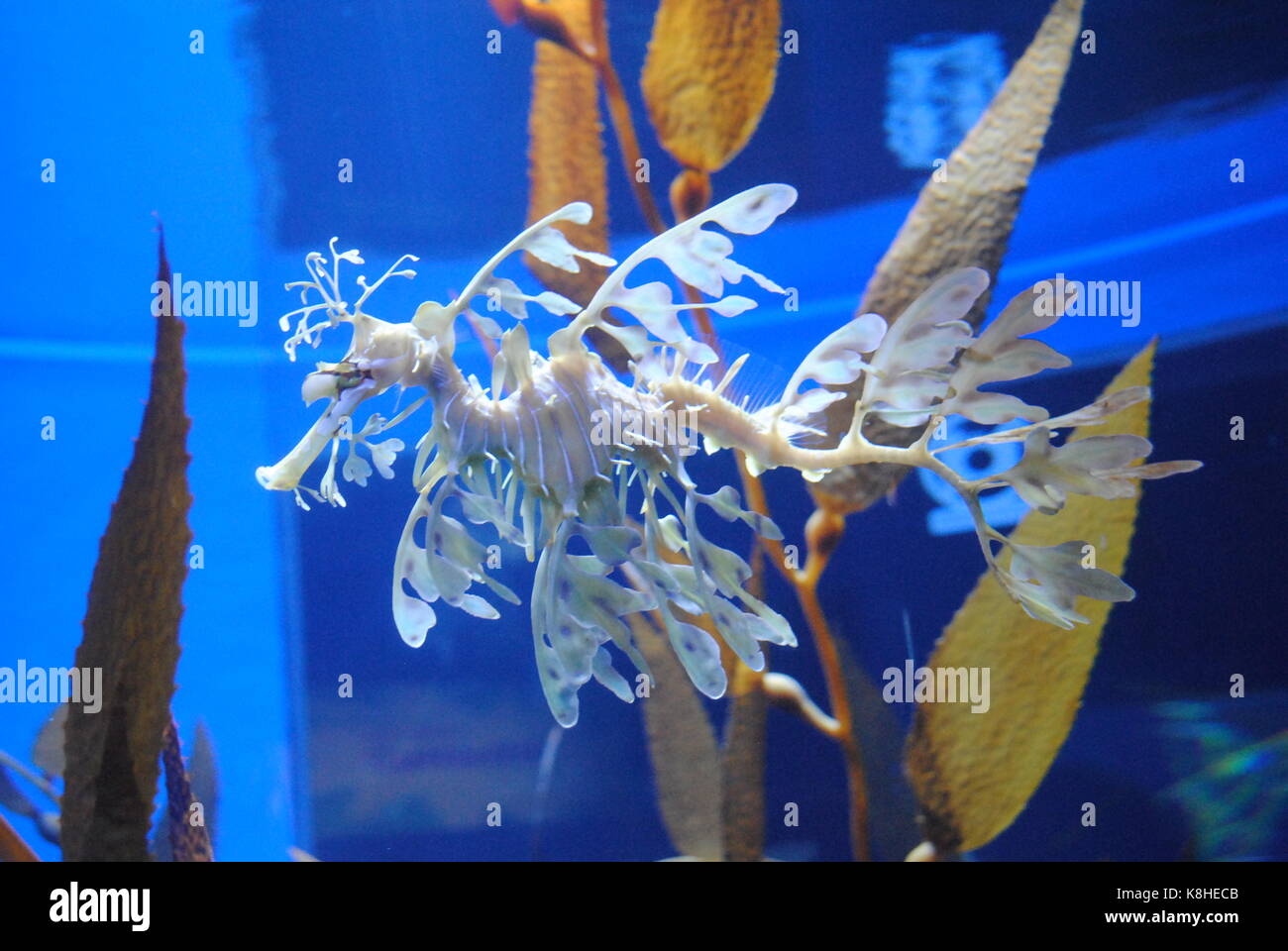 Leafy sea dragon hi-res stock photography and images - Alamy