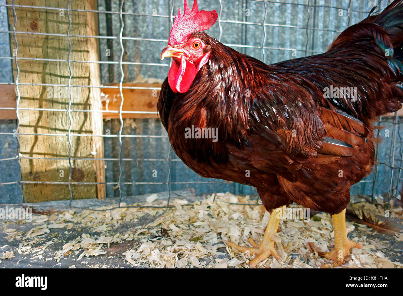 Rhode Island Red rooster chicken Stock Photo - Alamy