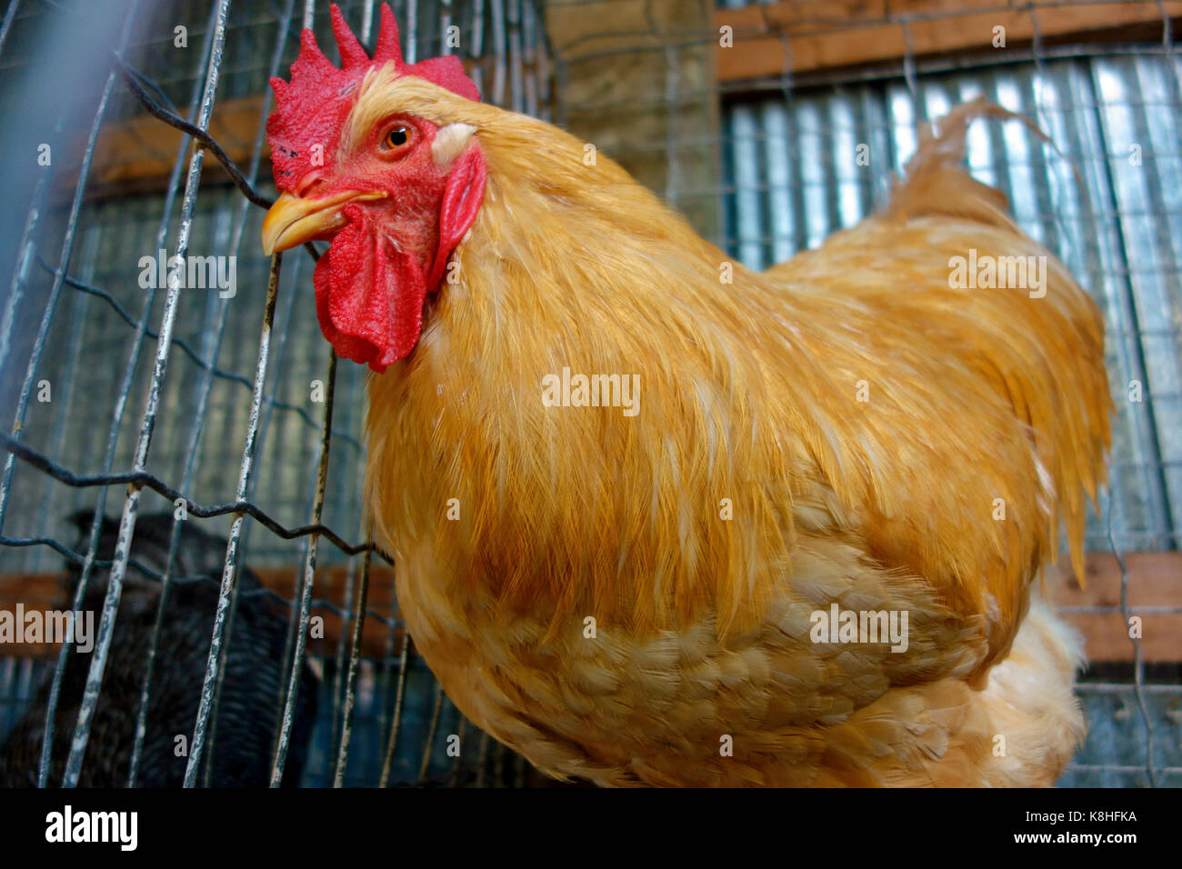Buff Orpington rooster chicken Stock Photo - Alamy