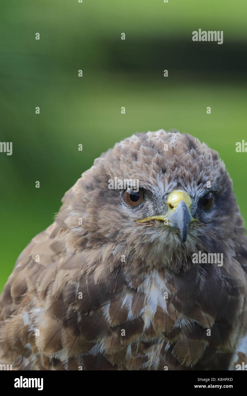 Castle bird hi-res stock photography and images - Alamy