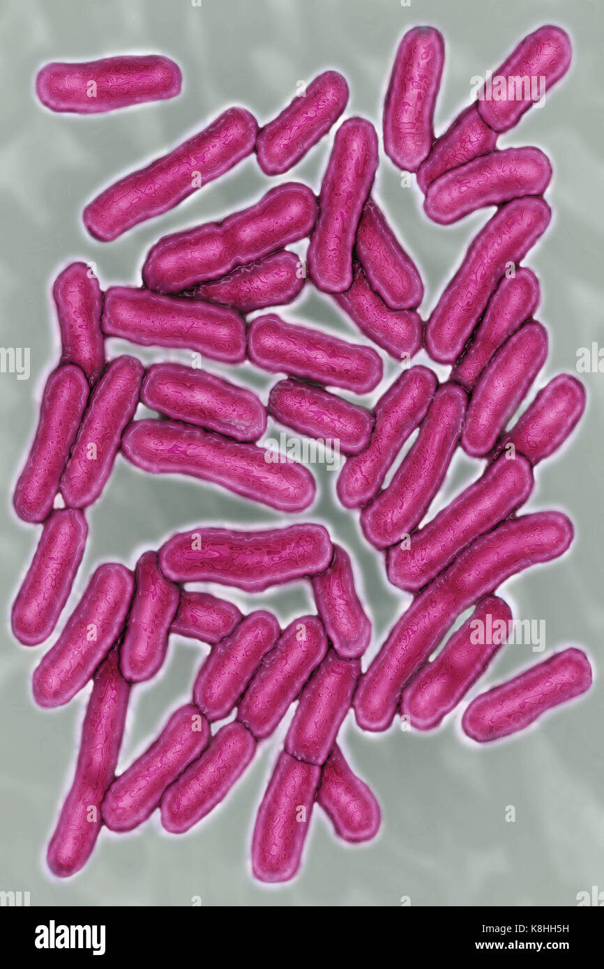 Proteobacteria microscope hi-res stock photography and images - Alamy