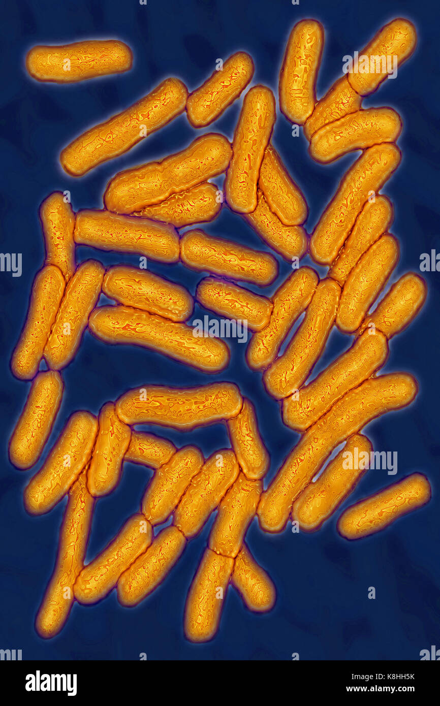 Salmonella bacterium hi-res stock photography and images - Alamy