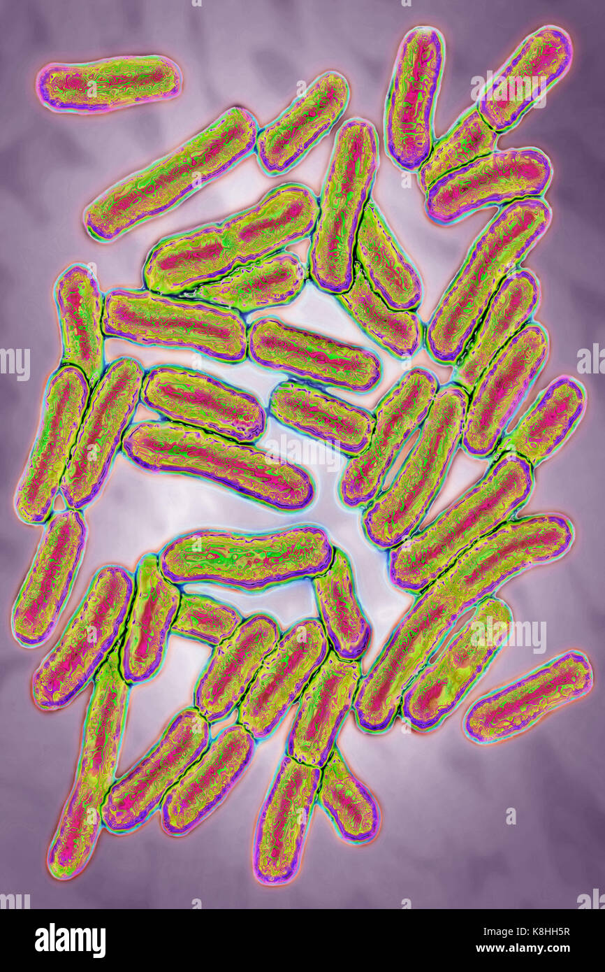 Proteobacteria microscope hi-res stock photography and images - Alamy
