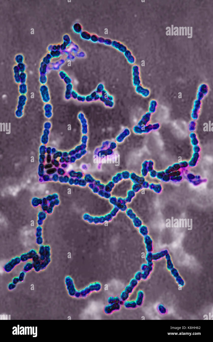 Streptococcus pyogenes hi-res stock photography and images - Alamy