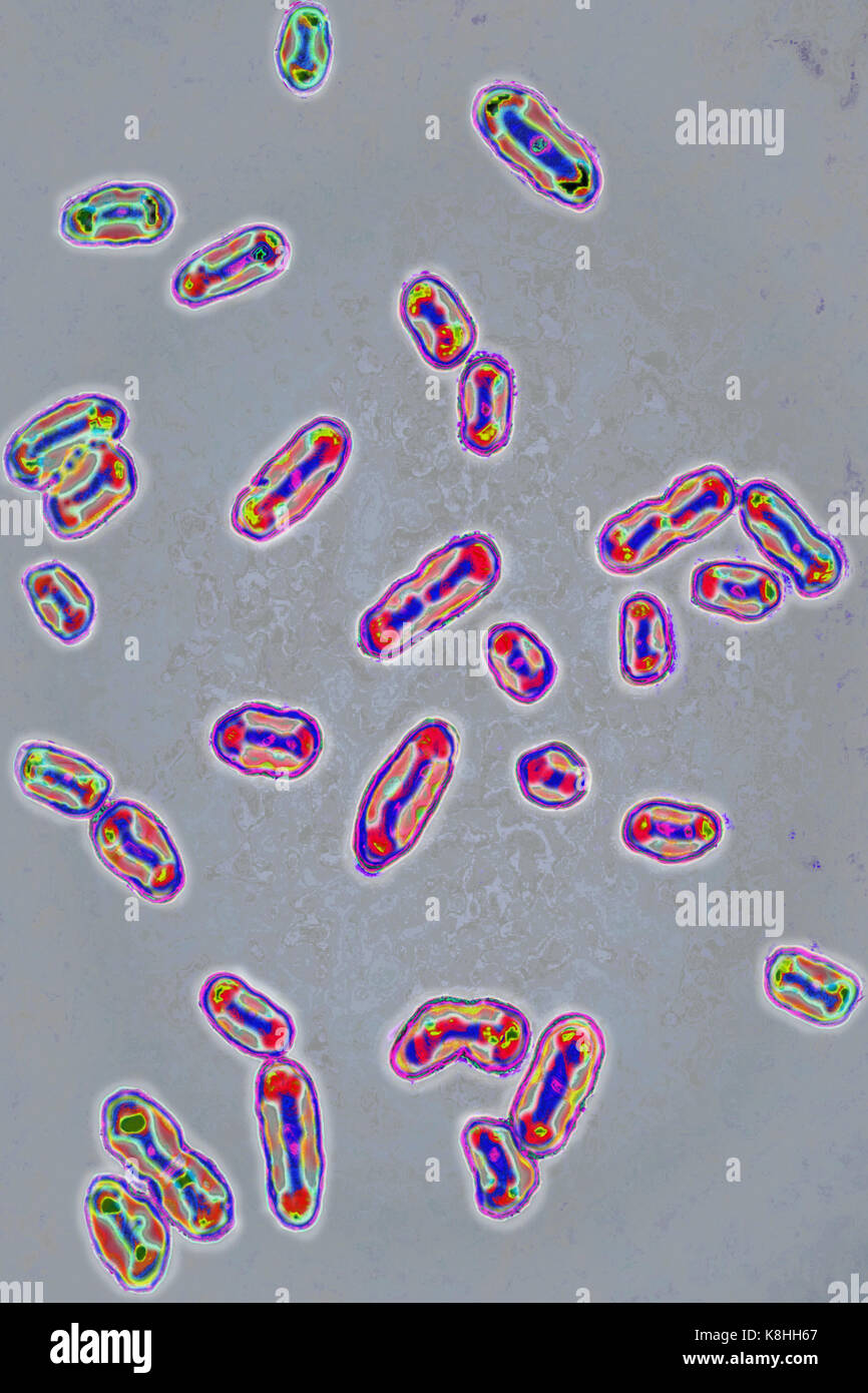 Yersinia pestis bacteria hi-res stock photography and images - Alamy