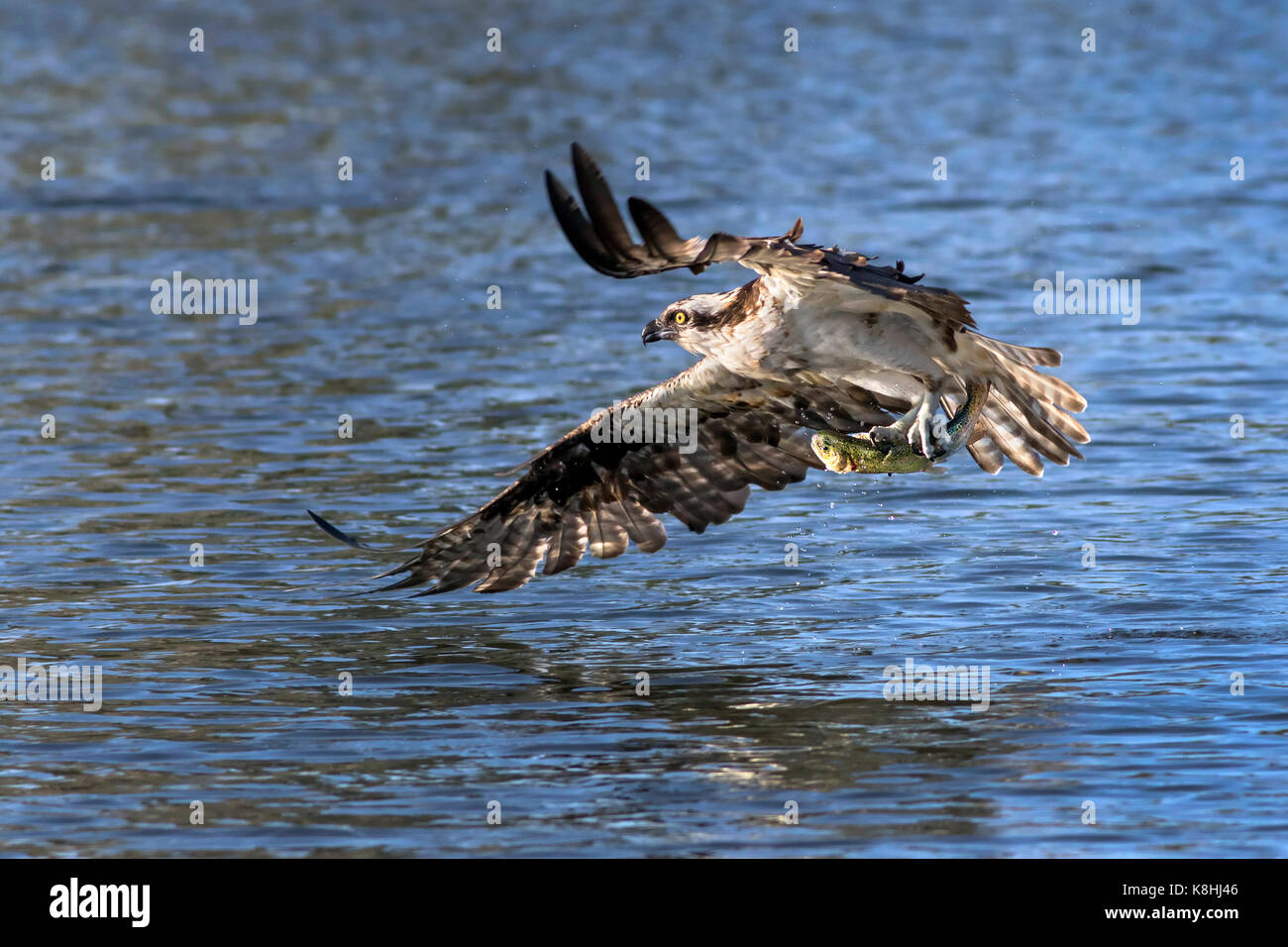 Osprey flying with fish Stock Photo - Alamy