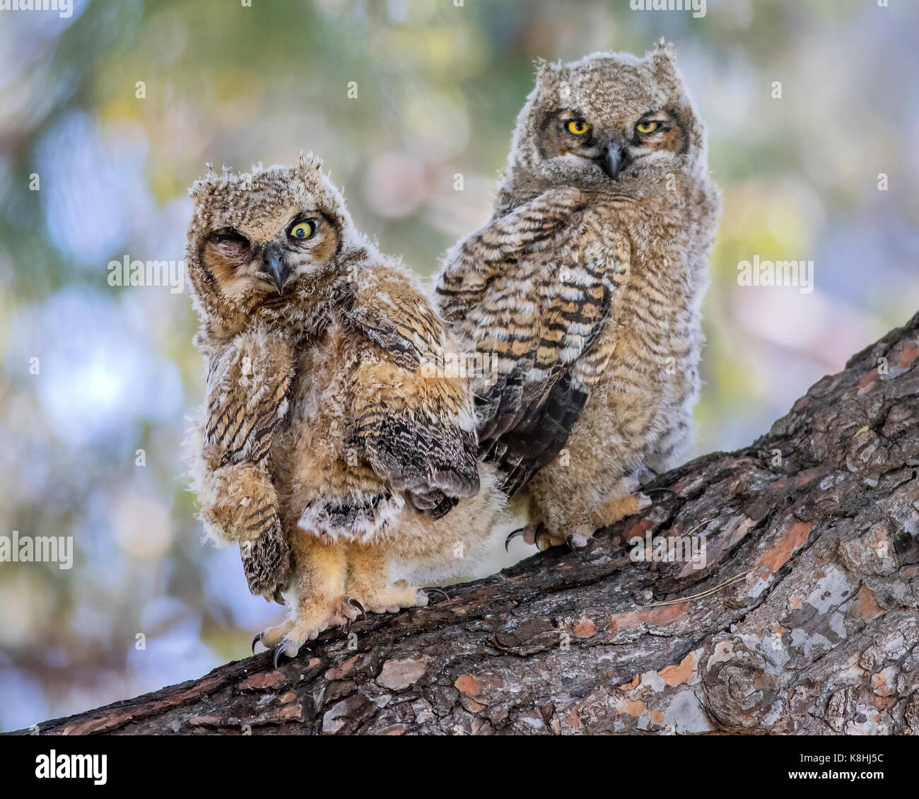 Grouchy looking hi-res stock photography and images - Alamy