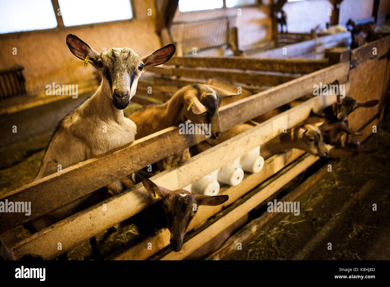 Goat farm hi-res stock photography and images - Alamy
