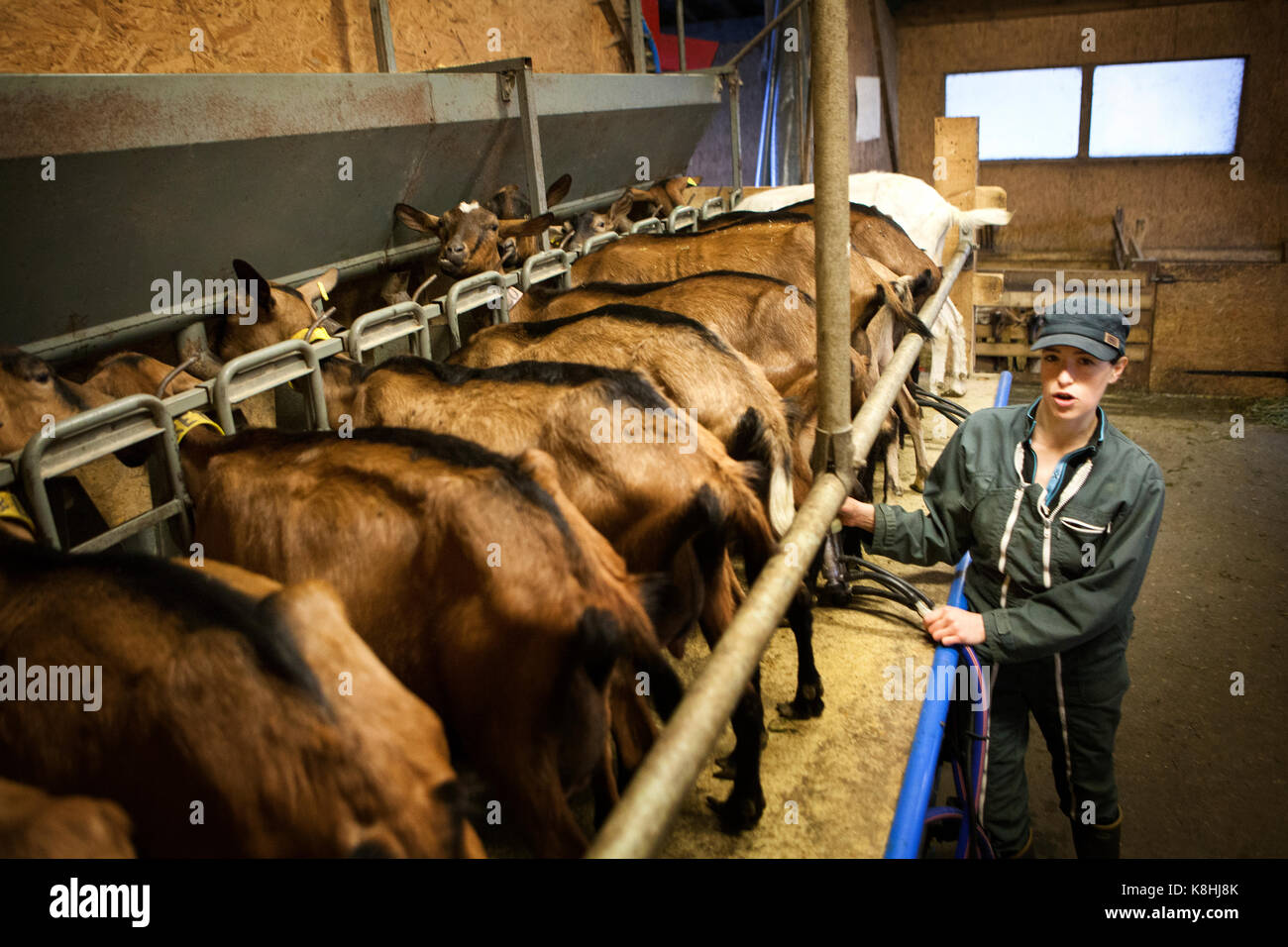 Old woman milking goat hi-res stock photography and images - Alamy