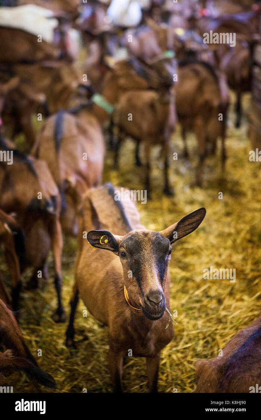 Goat cow farm hi-res stock photography and images - Alamy