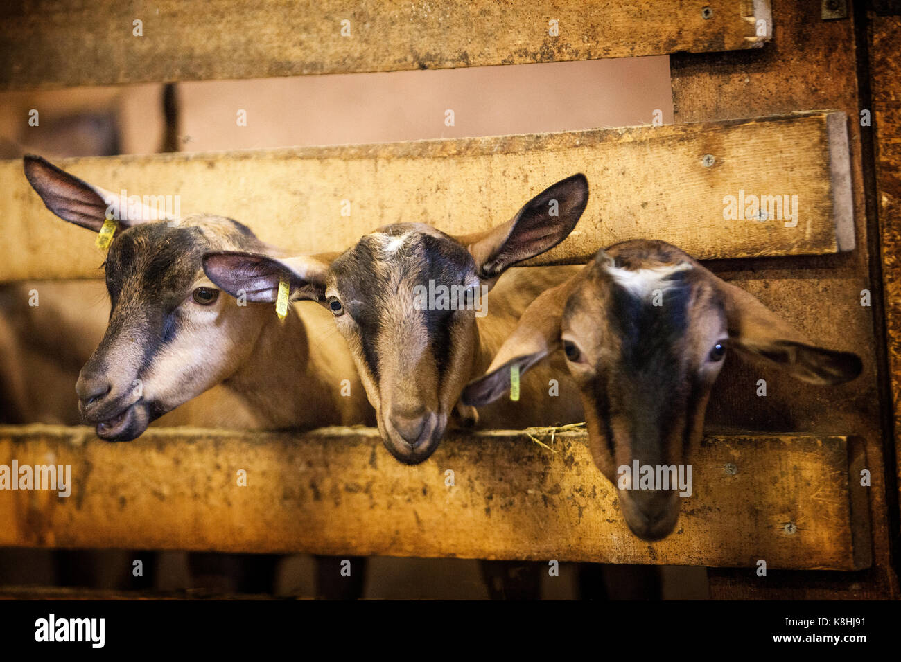 Goat farm hi-res stock photography and images - Alamy