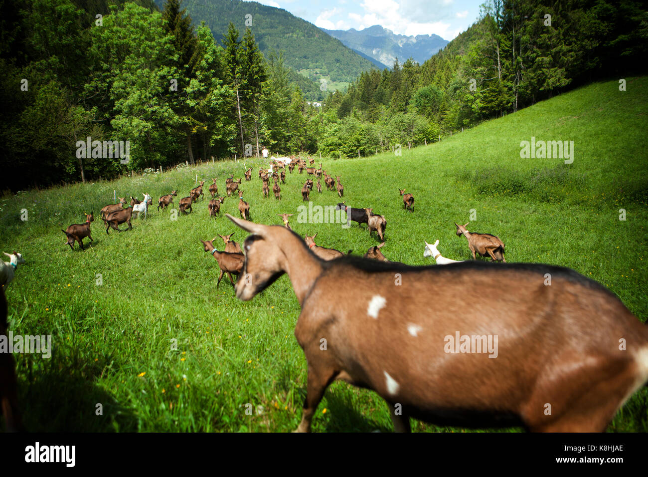 Goat in meadow france hi-res stock photography and images - Alamy