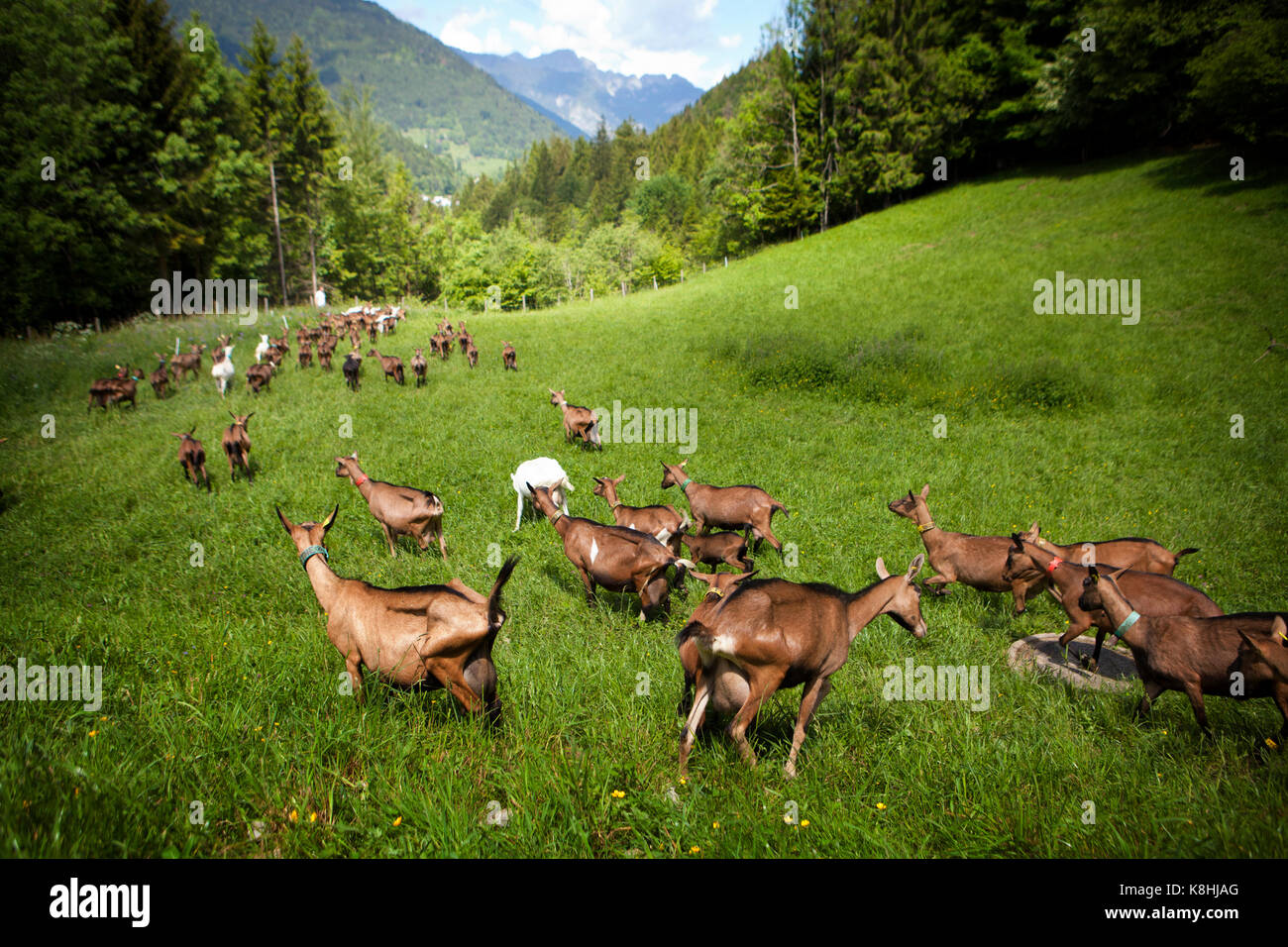 Prairie goat hi-res stock photography and images - Alamy