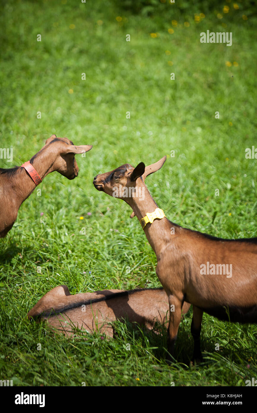 Goat farm hi-res stock photography and images - Alamy