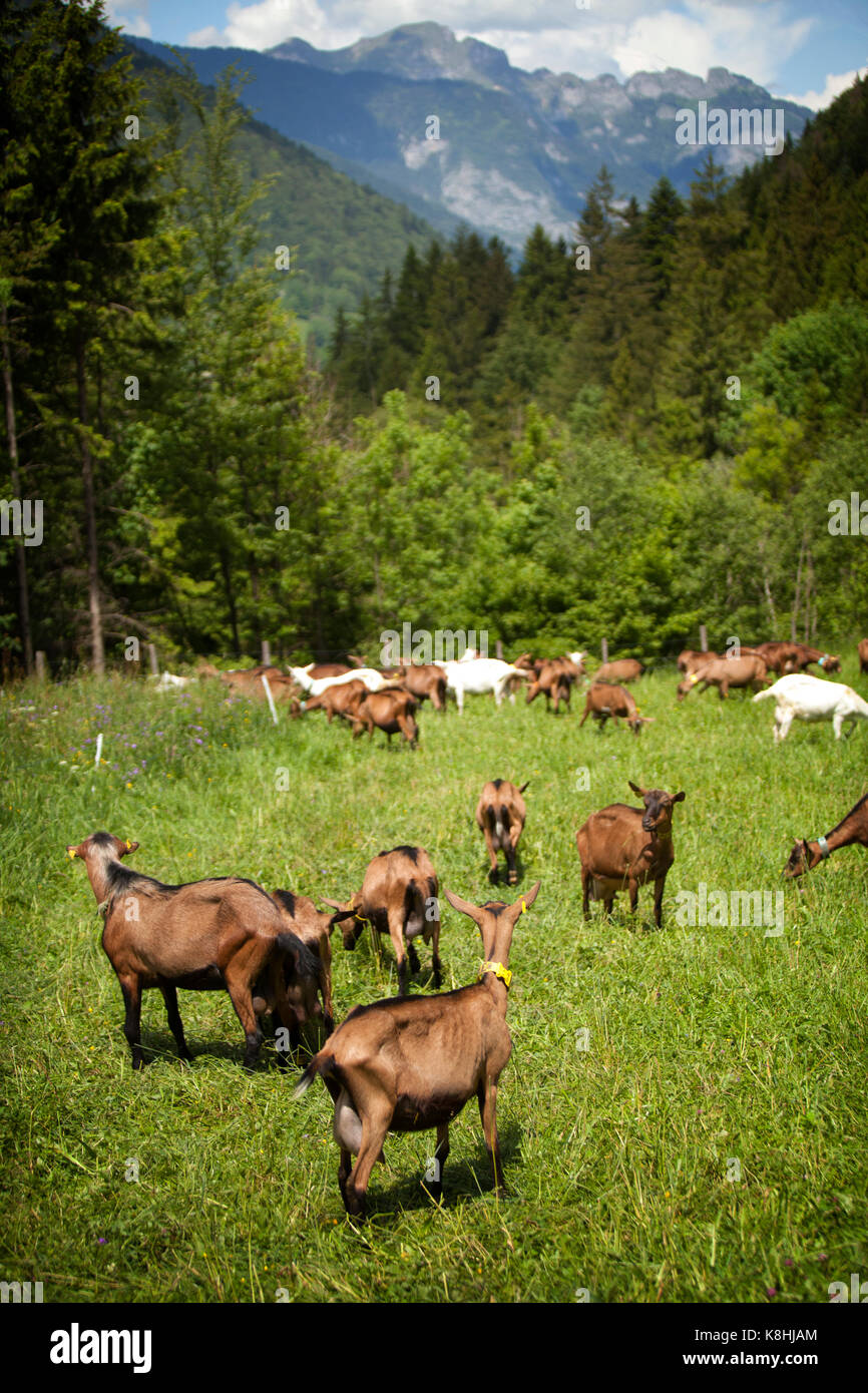 Goat in meadow france hi-res stock photography and images - Alamy