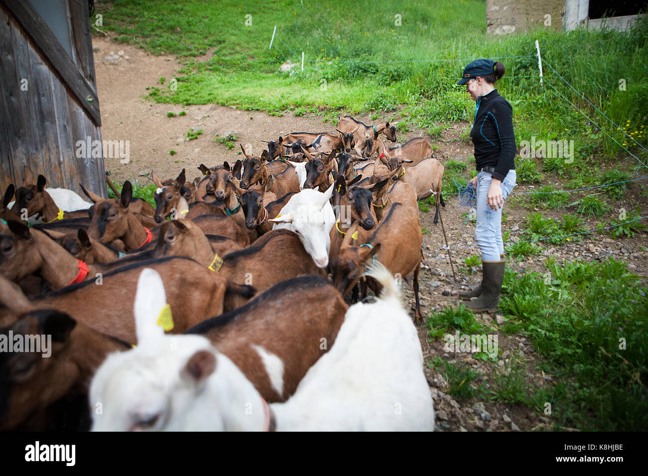 Goat rearer hi-res stock photography and images - Alamy