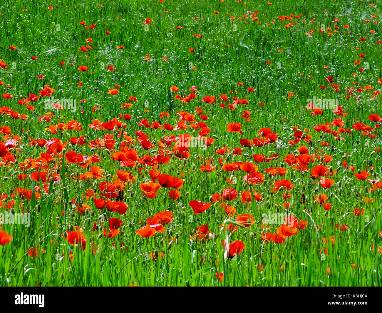 The poppi red hi-res stock photography and images - Alamy