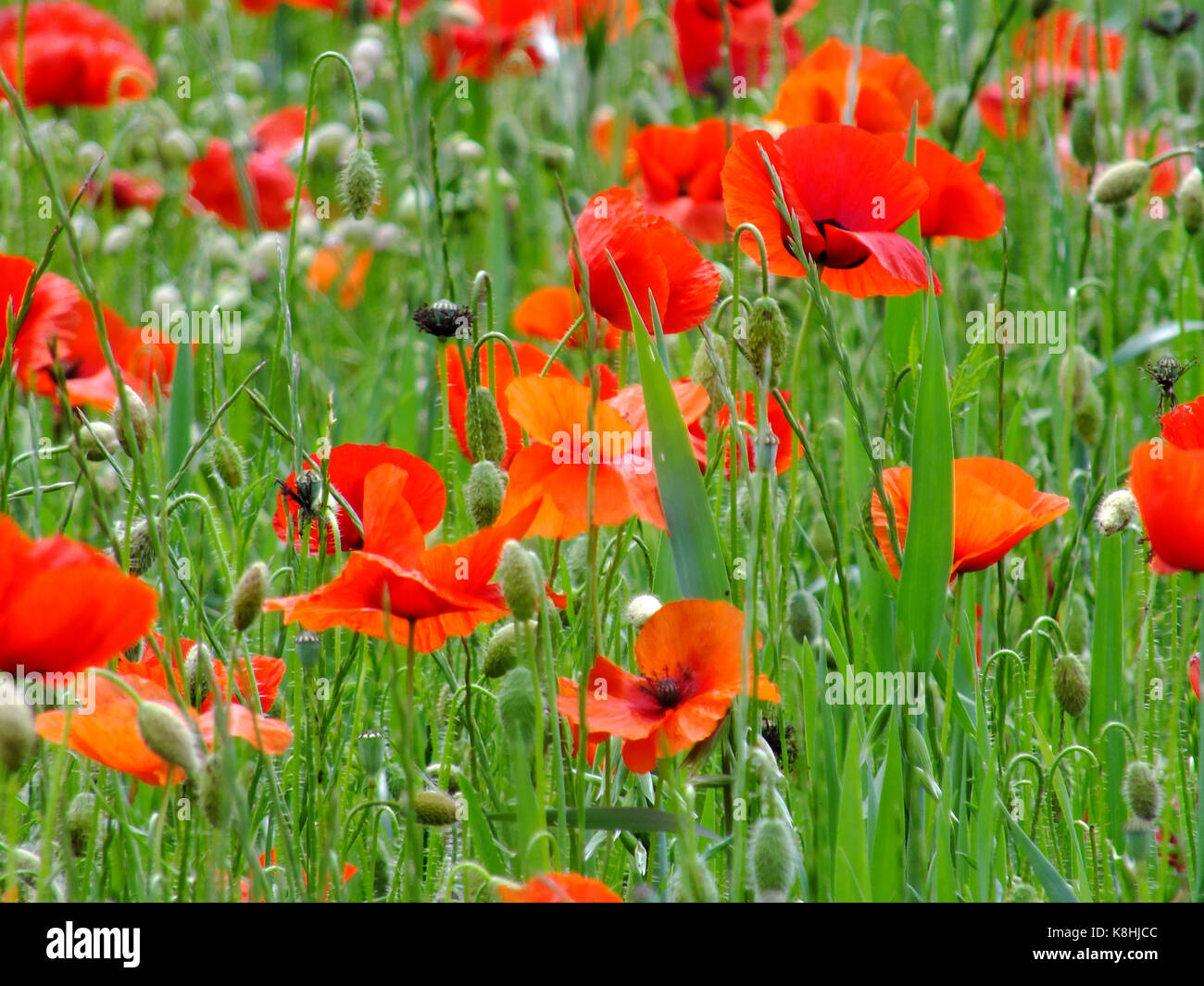 The poppi red hi-res stock photography and images - Alamy