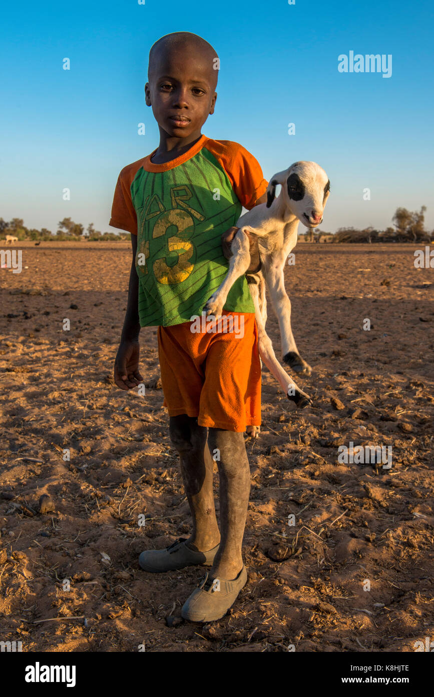 Senegal sheep hi-res stock photography and images - Alamy