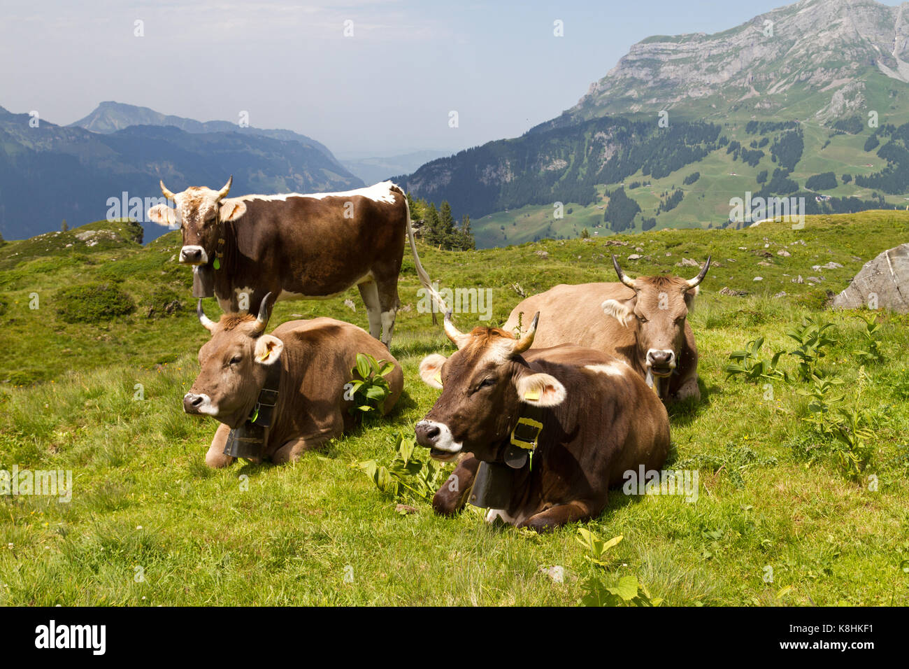 Cowbell switzerland hi-res stock photography and images - Alamy