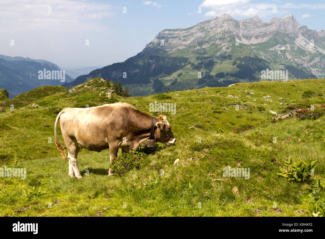 Cowbell switzerland hi-res stock photography and images - Alamy