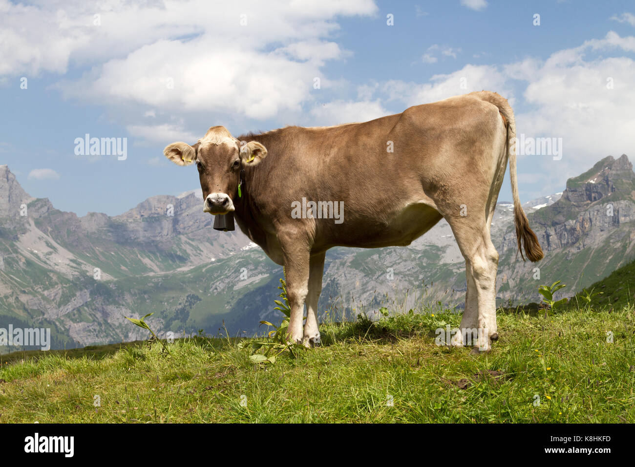 Cowbell switzerland hi-res stock photography and images - Alamy