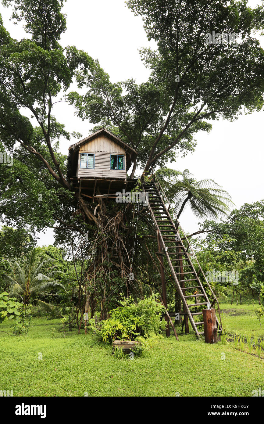 Tree House, Vanuatu Stock Photo - Alamy