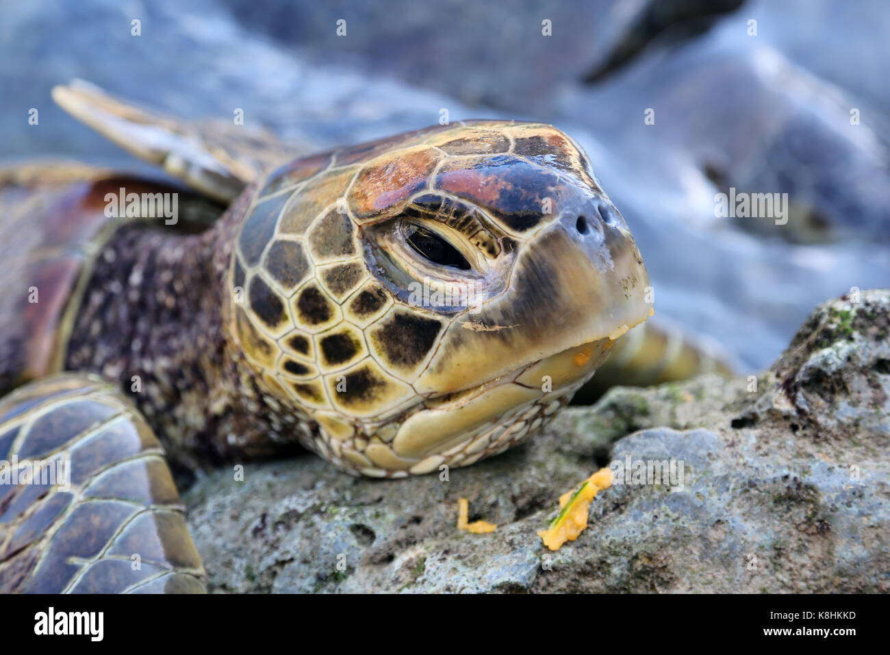Box turtle shell closed hi-res stock photography and images - Alamy