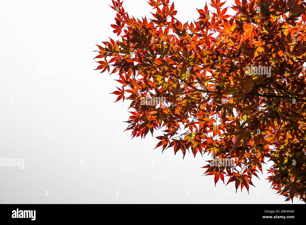 Red maple leaf with white backdrop Stock Photo - Alamy