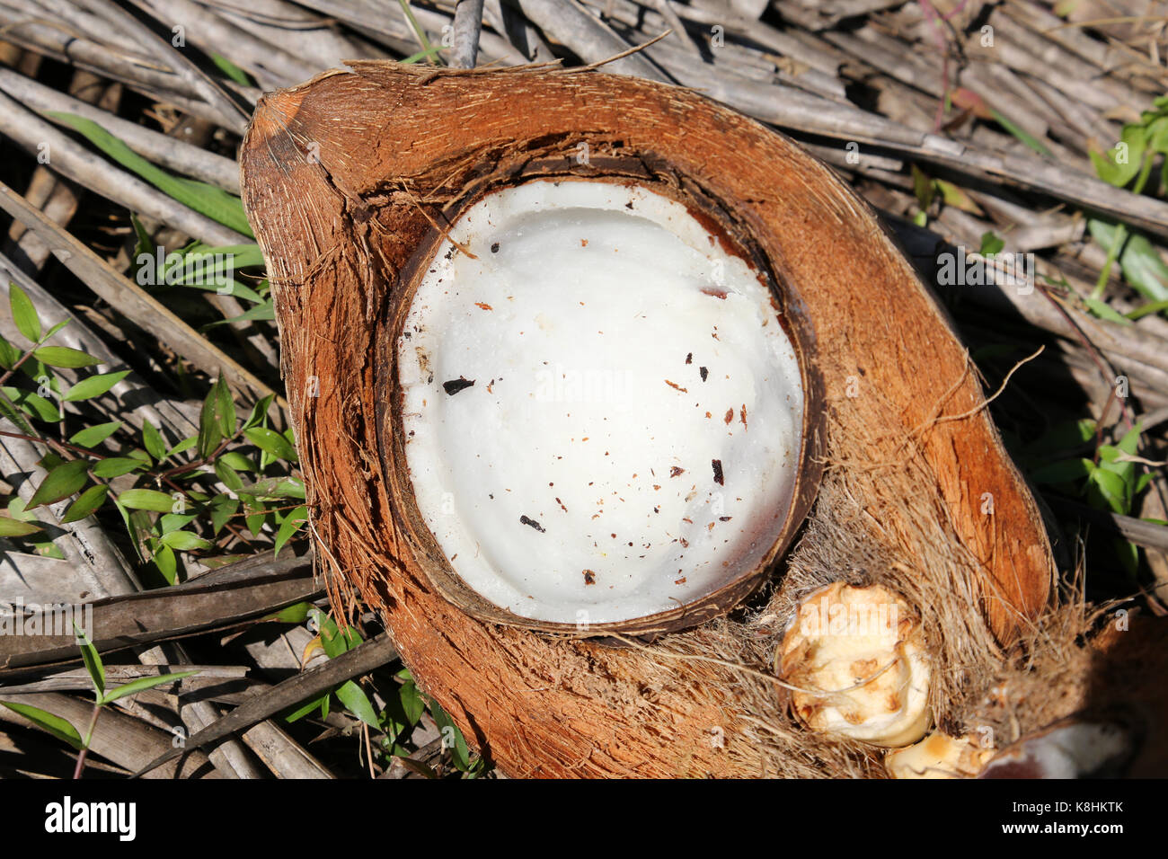 Coconut halfs hi-res stock photography and images - Alamy