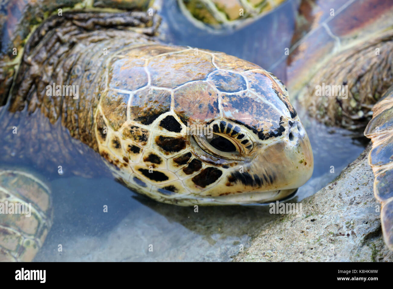 Box turtle shell closed hi-res stock photography and images - Alamy