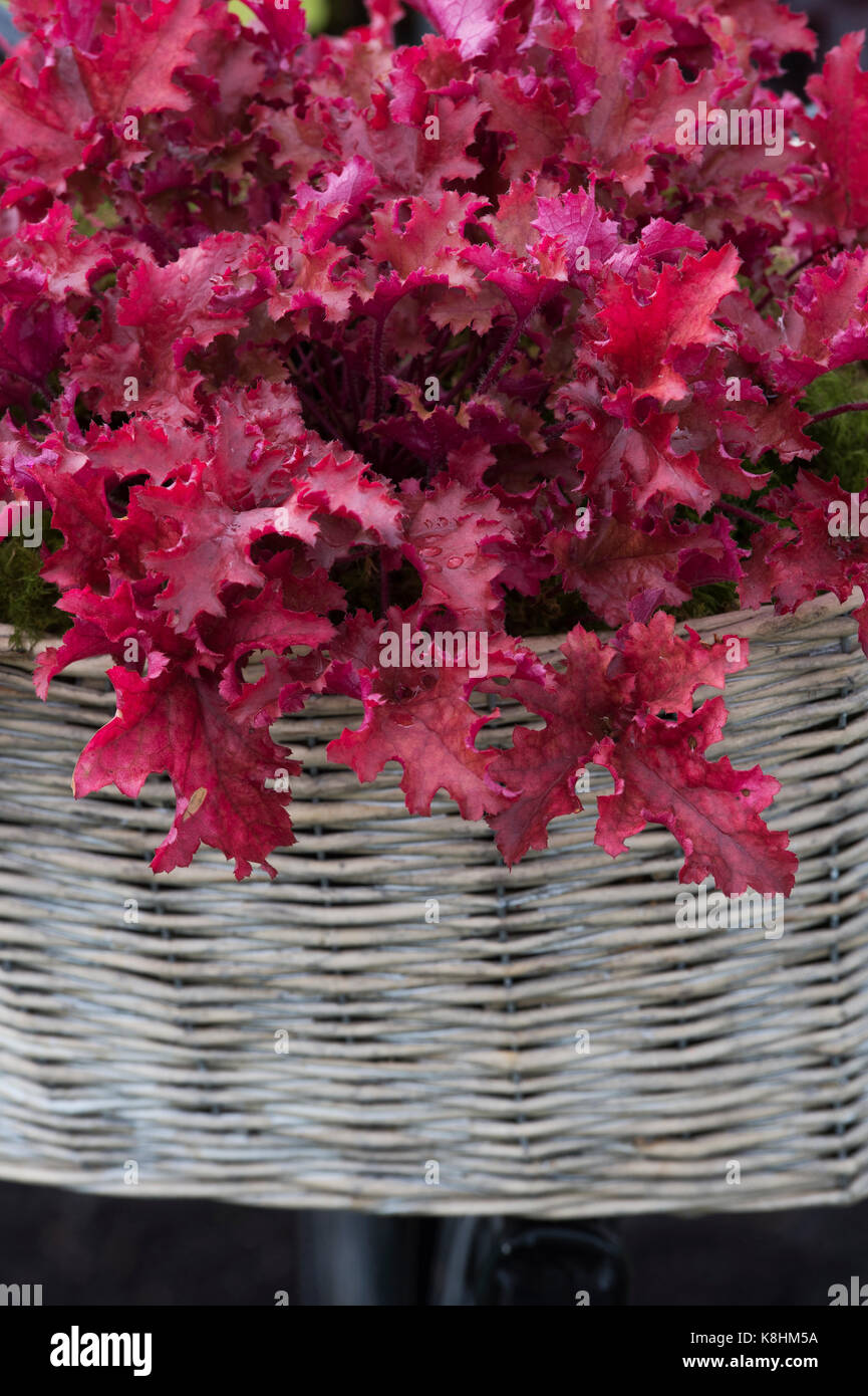 Heuchera plants hi-res stock photography and images - Alamy