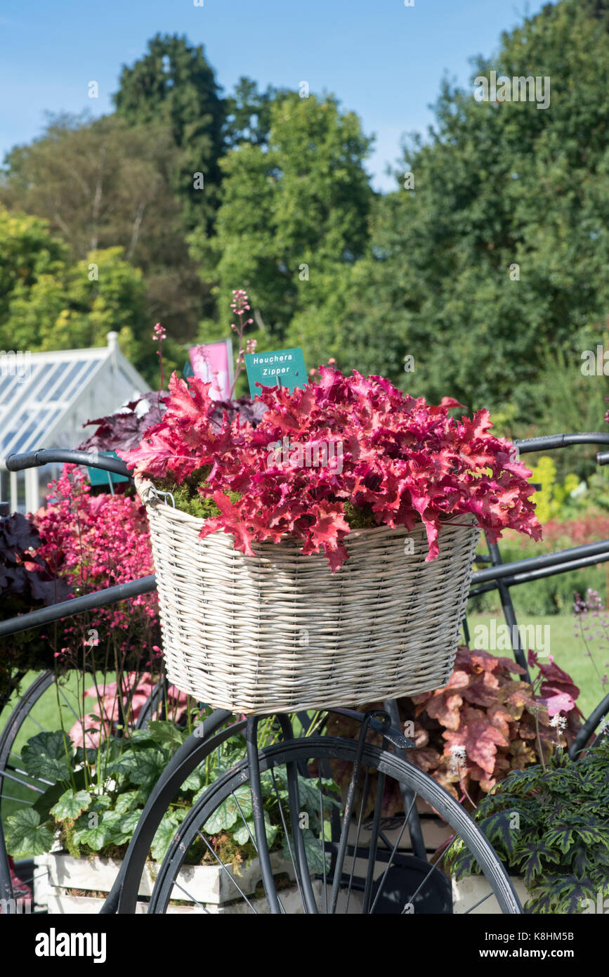 Heuchera plants hi-res stock photography and images - Alamy
