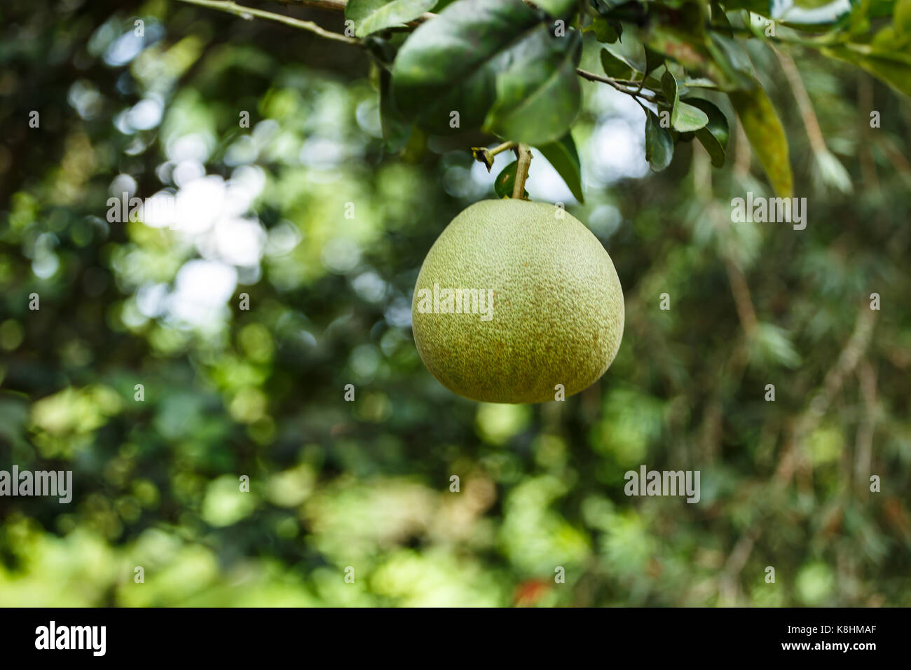 Grapefruit on tree in garden Stock Photo - Alamy