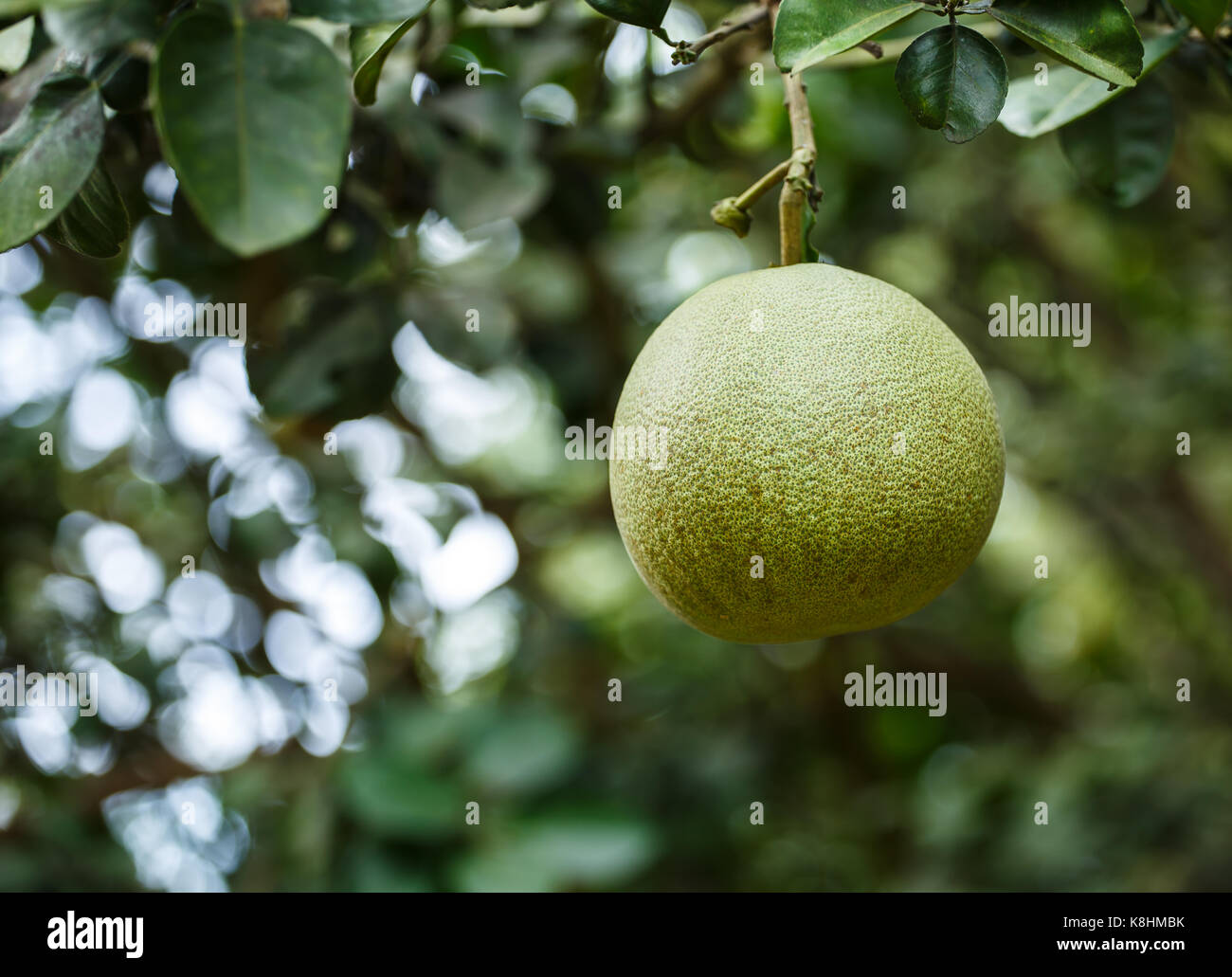 Grapefruit on tree in garden Stock Photo - Alamy