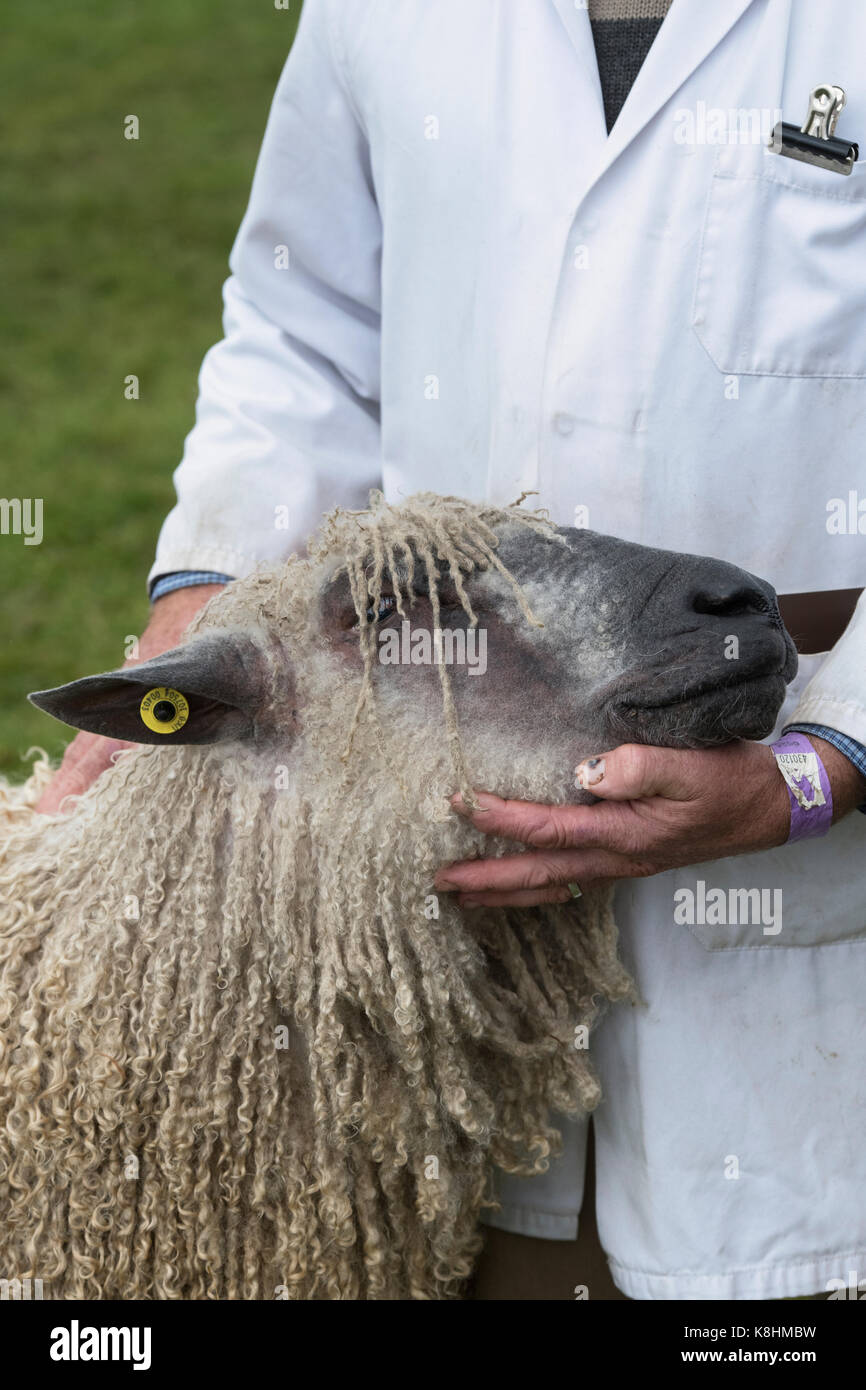One of the largest and heaviest of all sheep breeds hi-res stock ...