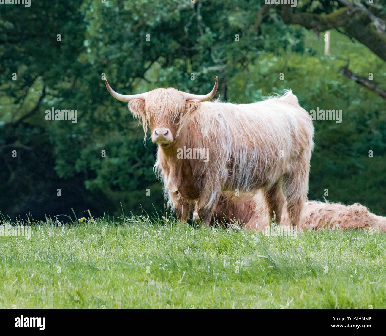 Highland Bull Stare Stock Photo - Alamy