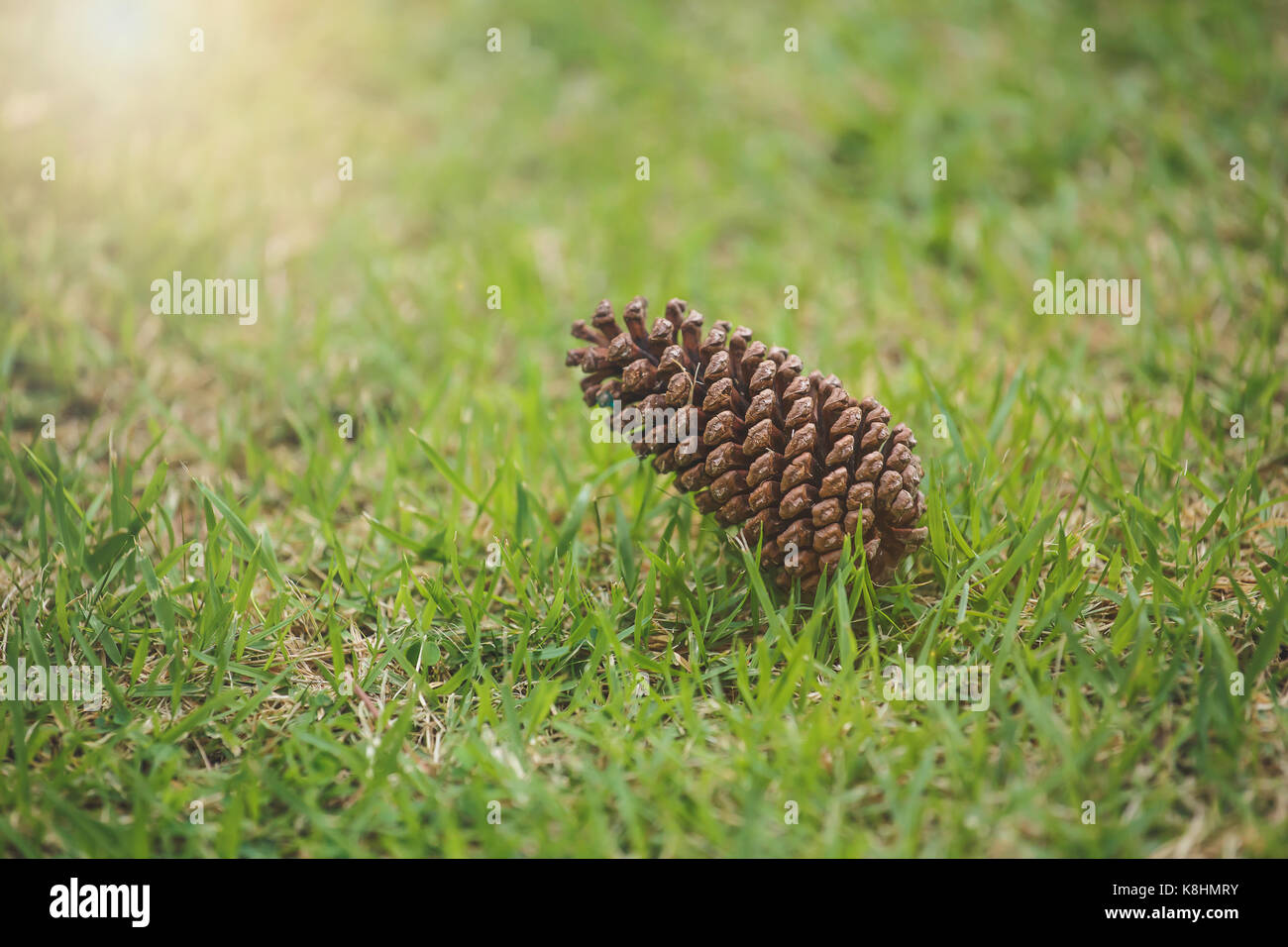 Seed pine on the lawn close up image Stock Photo - Alamy