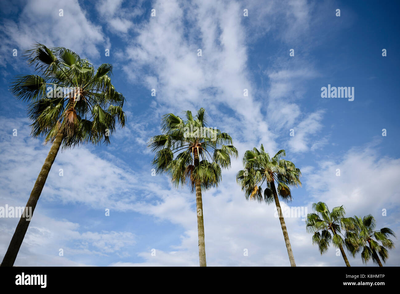 Palm trees against sky in Miyazaki City, Miyazaki Prefecture, Japan ...
