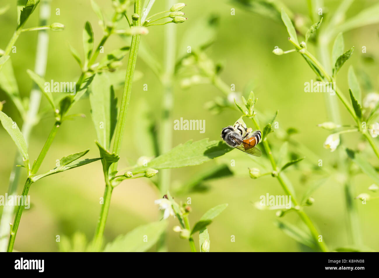 Bee on flower grass in garden Stock Photo - Alamy