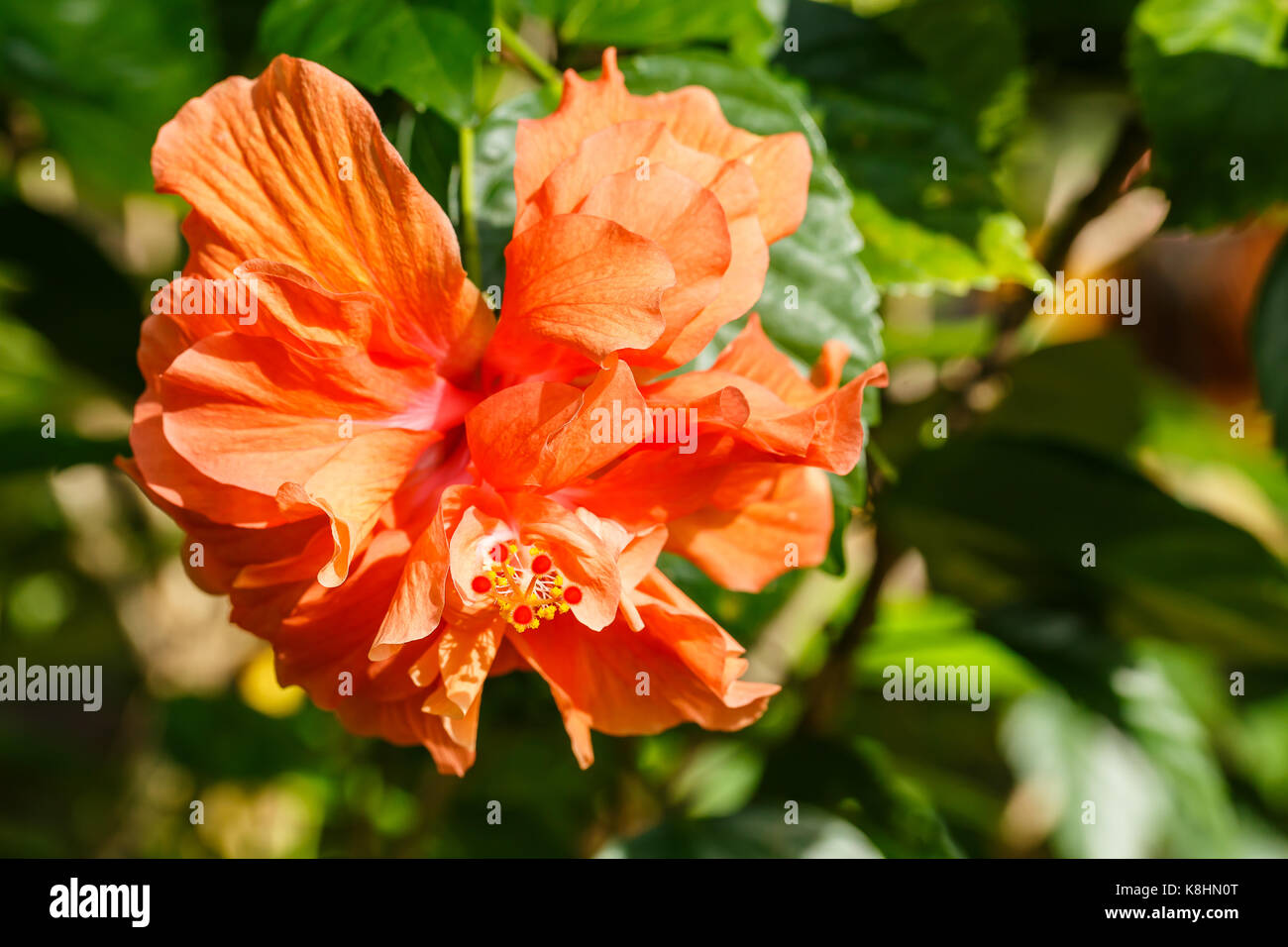 Orange hibiscus on the tree in the garden Stock Photo - Alamy