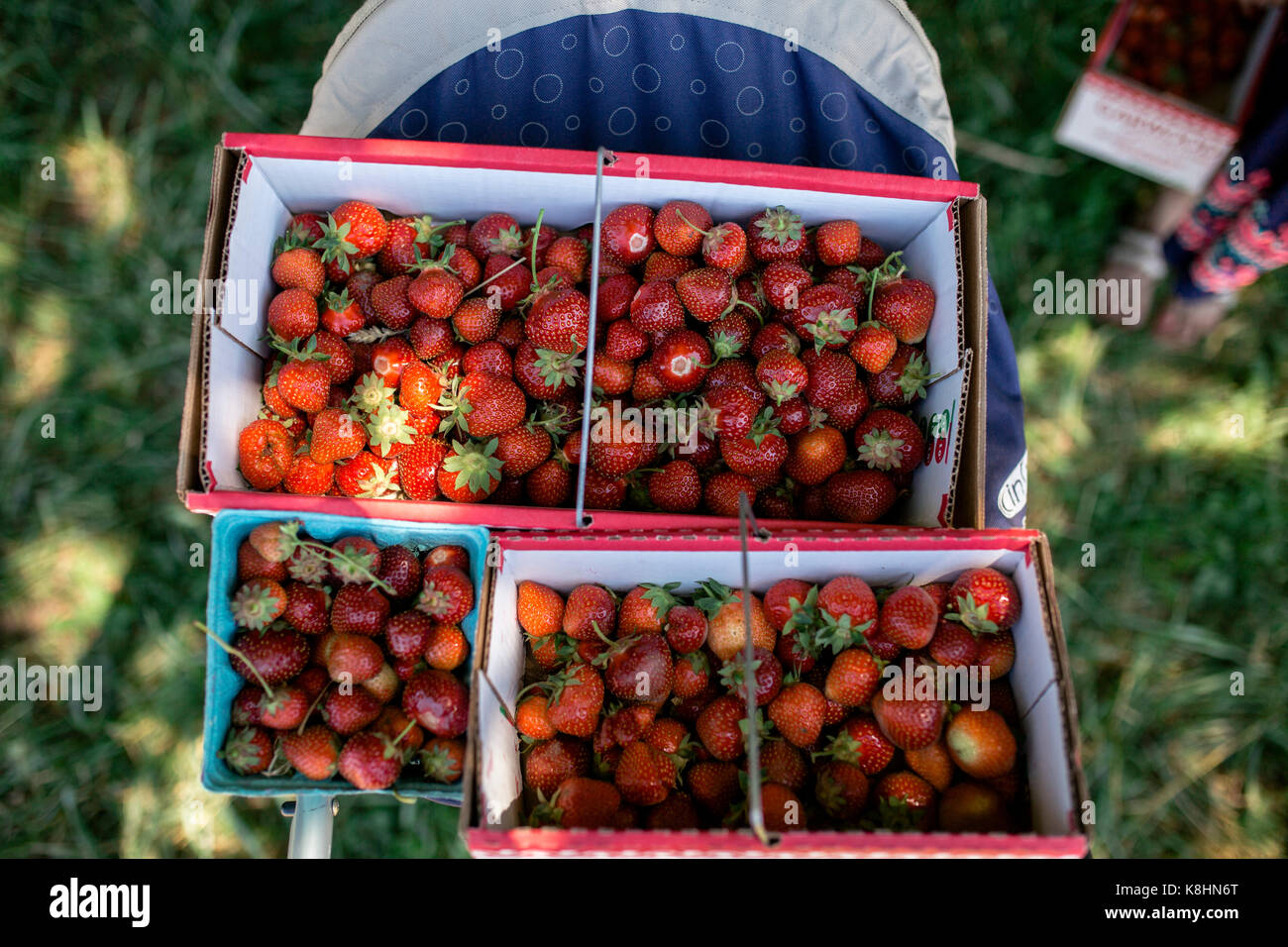 Berry containers hi-res stock photography and images - Alamy