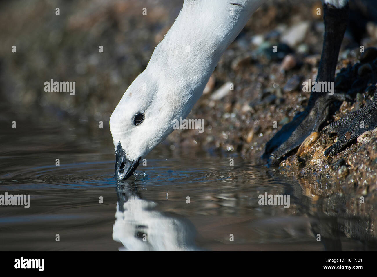 Drinking water lake hi-res stock photography and images - Alamy