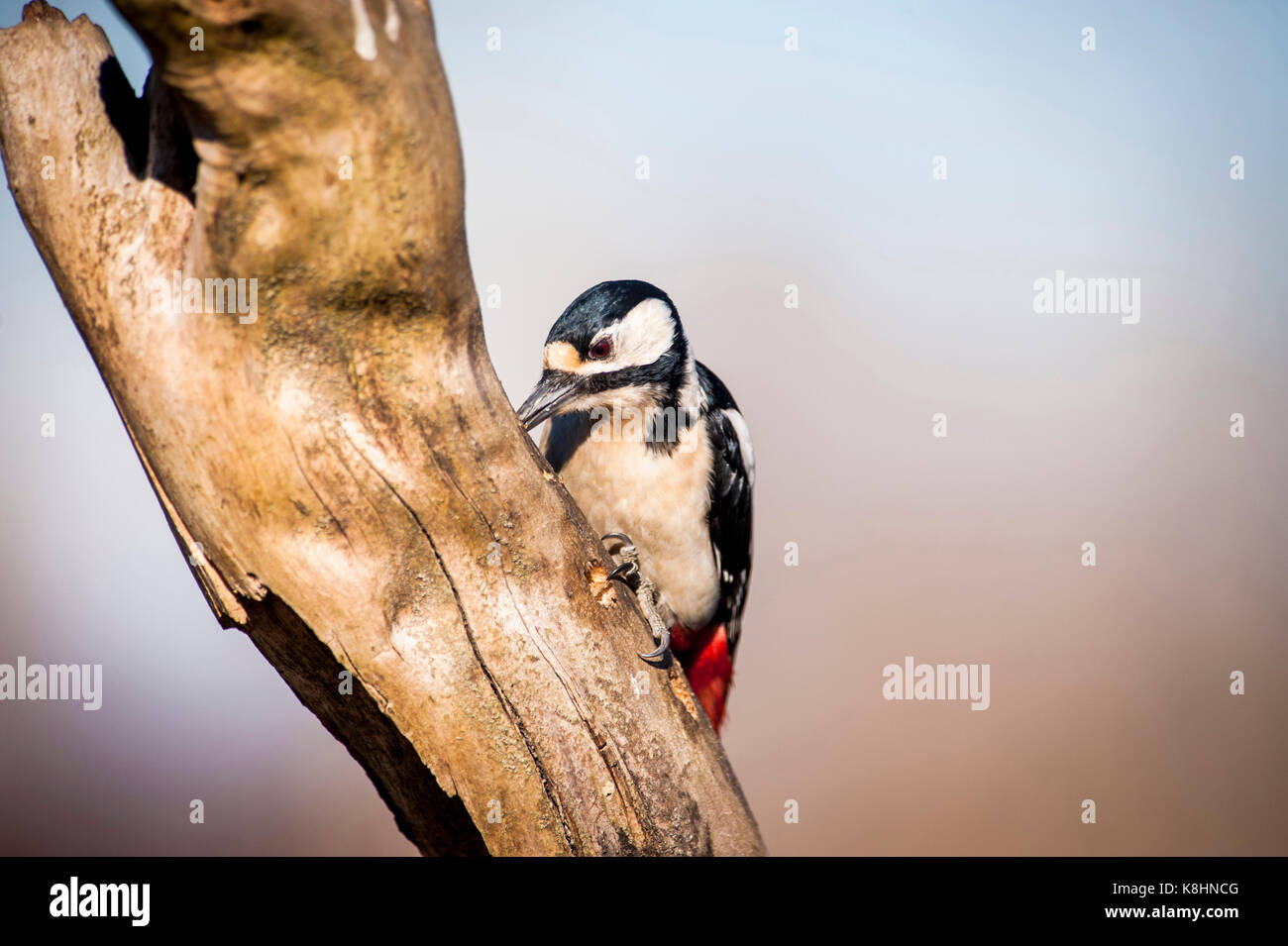 Woodpecker pecking wood hi-res stock photography and images - Alamy