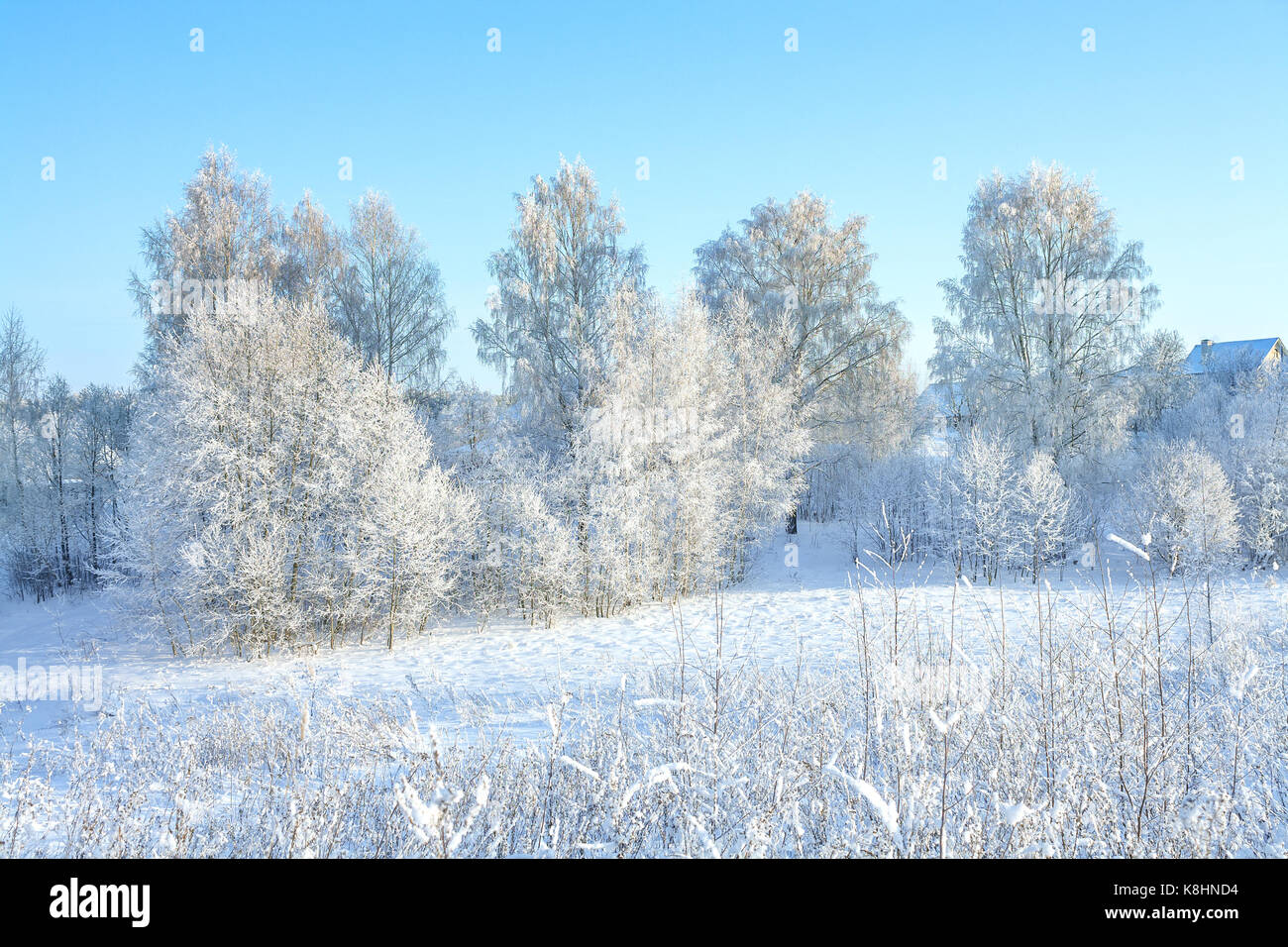 rural winter snowy landscape with forest,field,village and blue sky ...