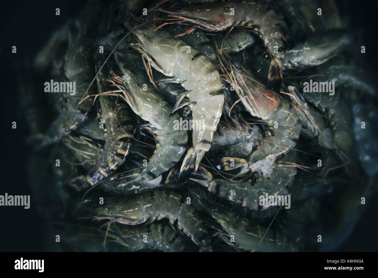Overhead view of prawns Stock Photo - Alamy