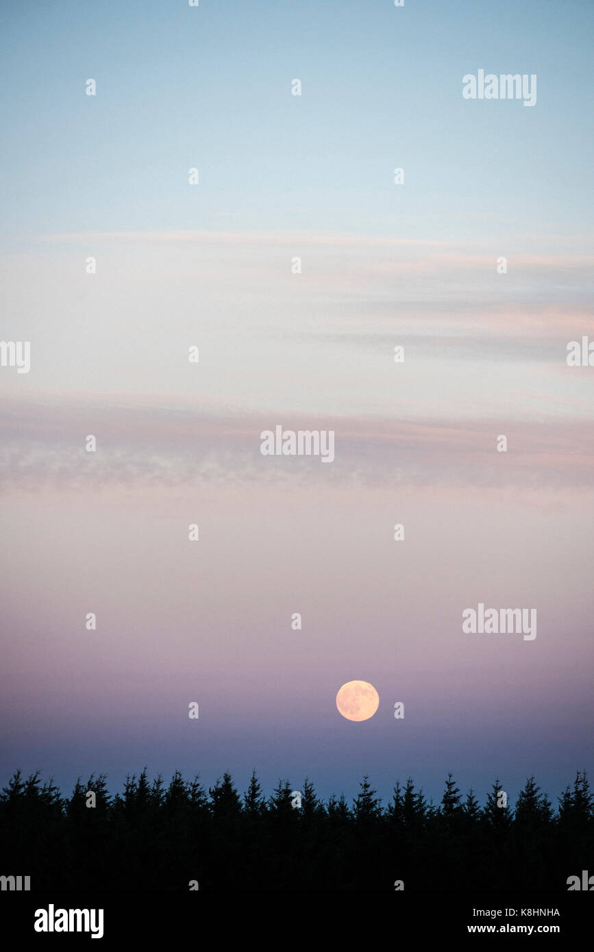 Scenic view of full moon over trees in sky during dusk Stock Photo - Alamy